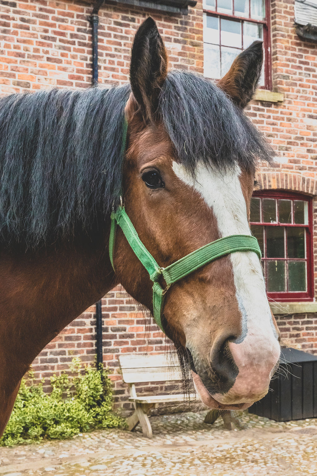 Tatton Park’s Farm launches exciting new Animal Adoption Scheme – Taste ...